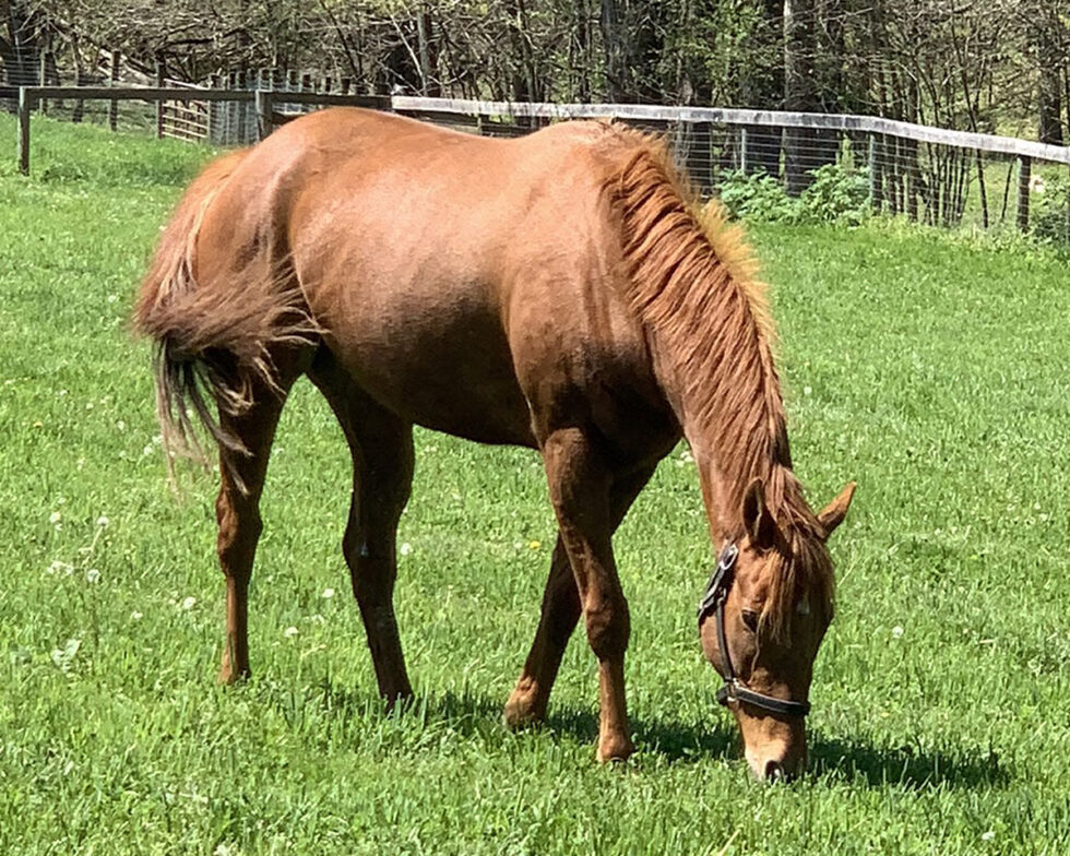 Ghostzipper | Thoroughbred Racing Nation